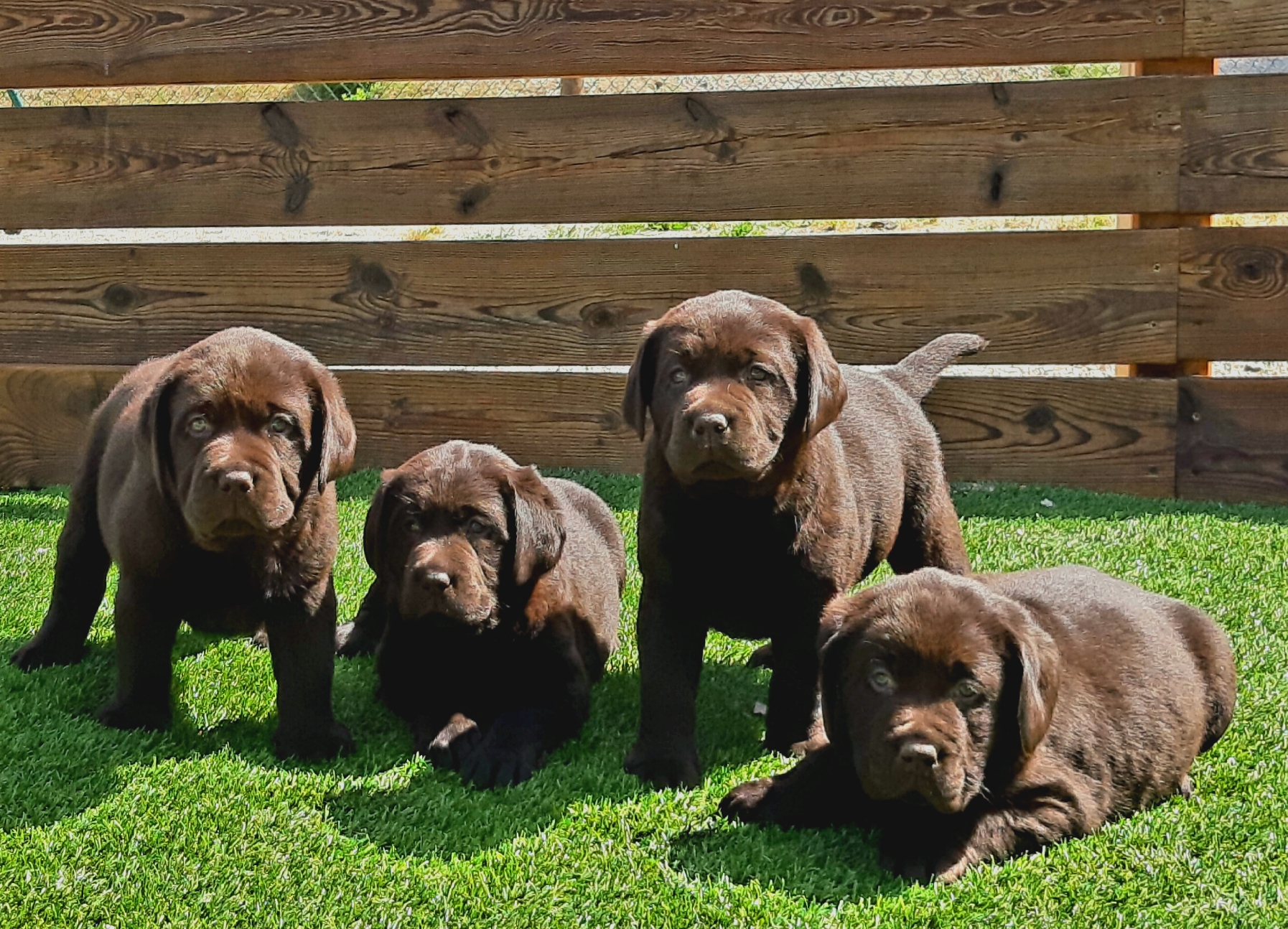 Cachorros de Labrador Retriever