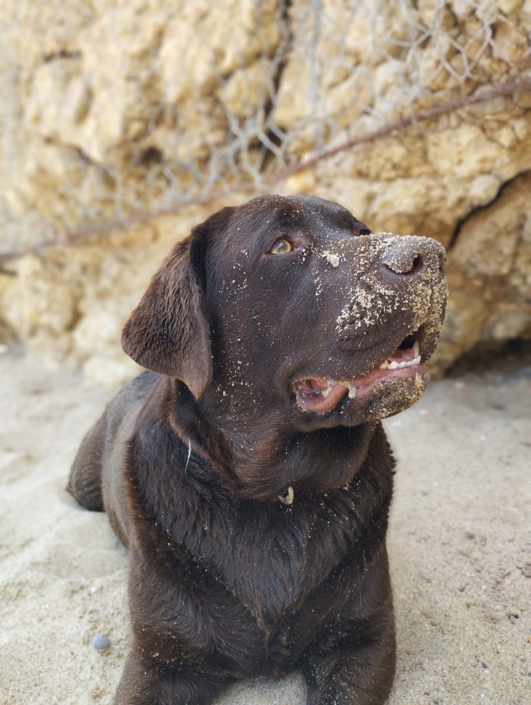 Cría, selección y venta de cachorros de Labrador Retriever en Barcelona.